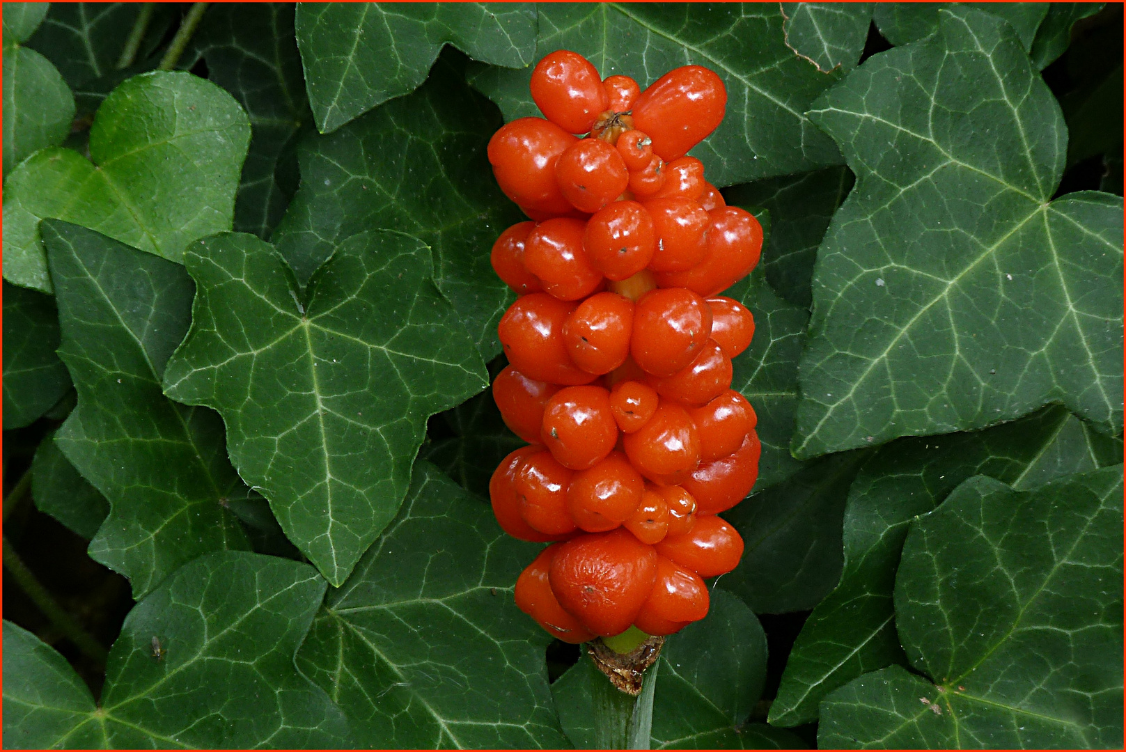 Aronstab (Frucht) Foto & Bild | natur Bilder auf fotocommunity