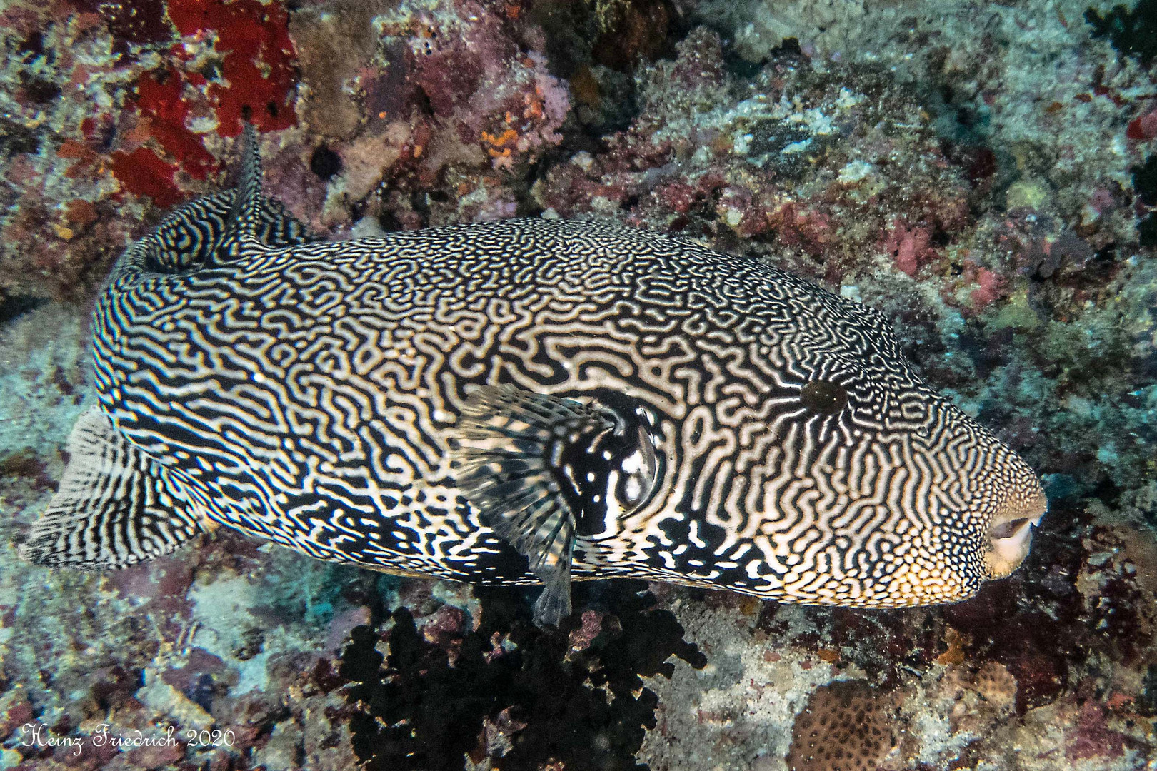 Arothron mappa Foto & Bild | tiere, wildlife, fische Bilder auf fotocommunity