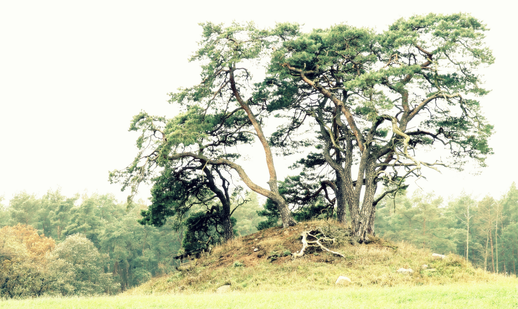 art-of-trees 94 Foto & Bild | deutschland, europe, mecklenburg ...