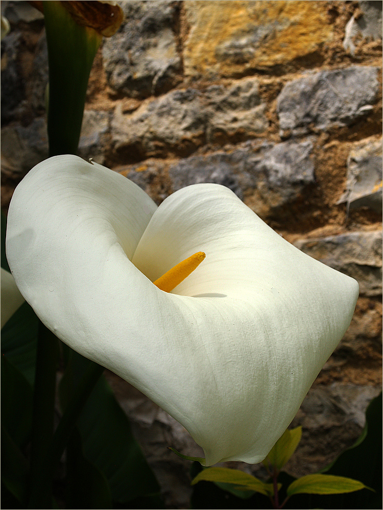 Arum photo et image | fleurs, fleurs fruits arbres, arum Images ...