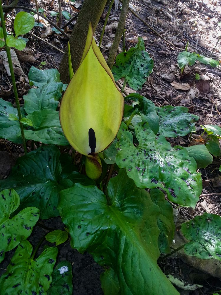 Arum maculatum Foto & Bild | pflanzen - sonst., wald, frühling Bilder ...