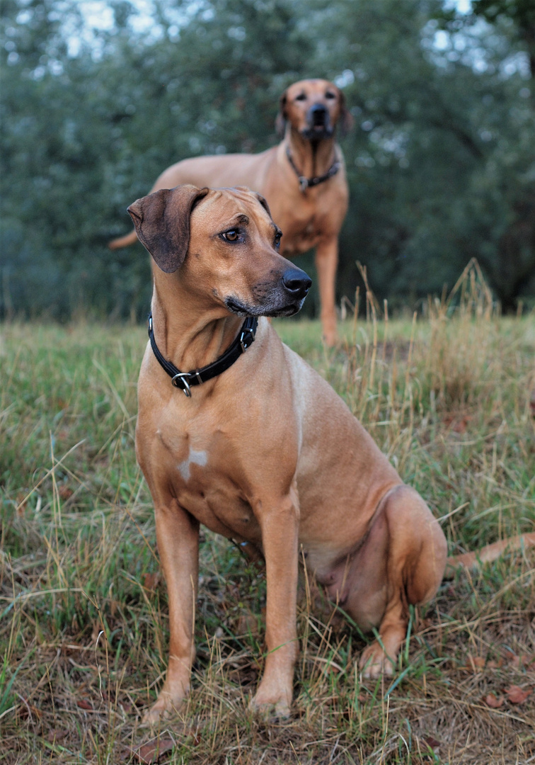 aruna + chingwa Foto & Bild | tiere, haustiere, hunde Bilder auf ...