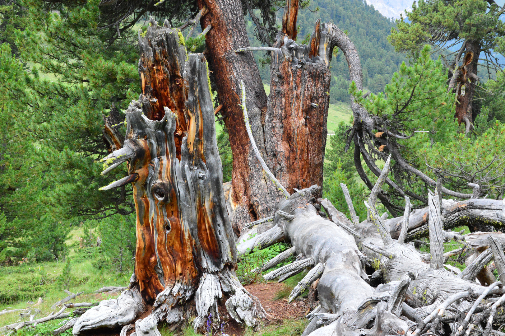 Arvenholz Foto & Bild | natur-kreativ, insekten, natur Bilder auf ...