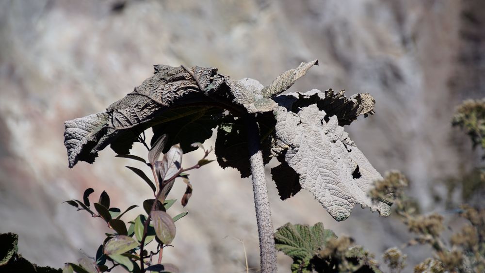 Asche auf mein Haupt Foto & Bild | pflanzen, pilze & flechten ...