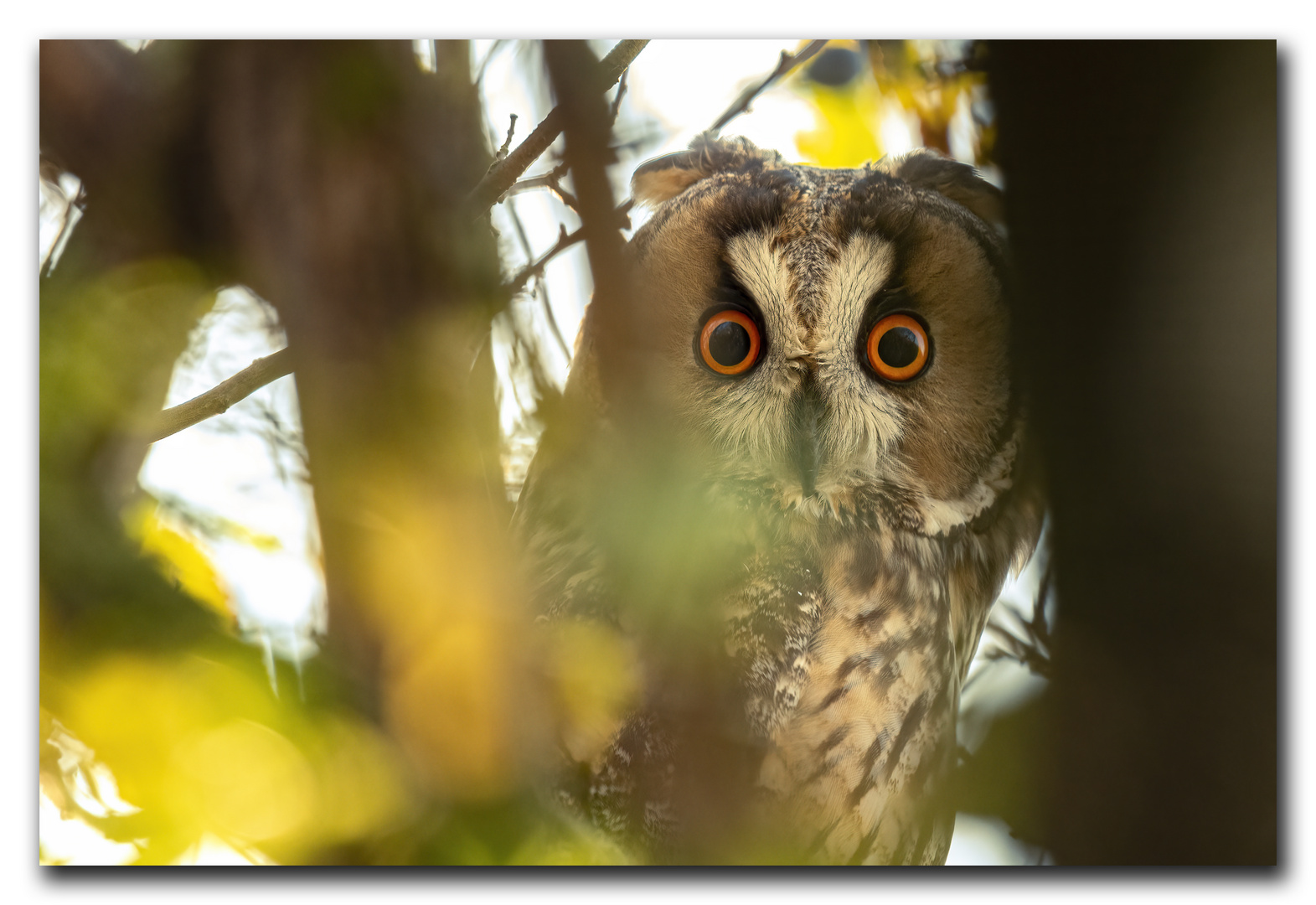 _ASE2914 Kopie Foto & Bild | natur, vogel, eule Bilder auf fotocommunity