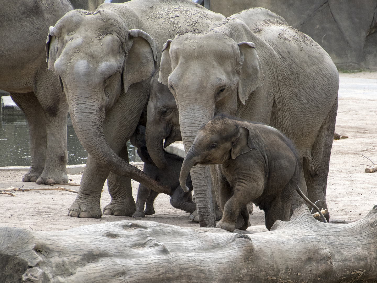 Asiatische Elefanten Foto & Bild | tiere, zoo, wildpark & falknerei ...