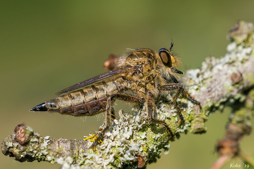 Asilidae Foto & Bild | tiere, wildlife, insekten Bilder auf fotocommunity