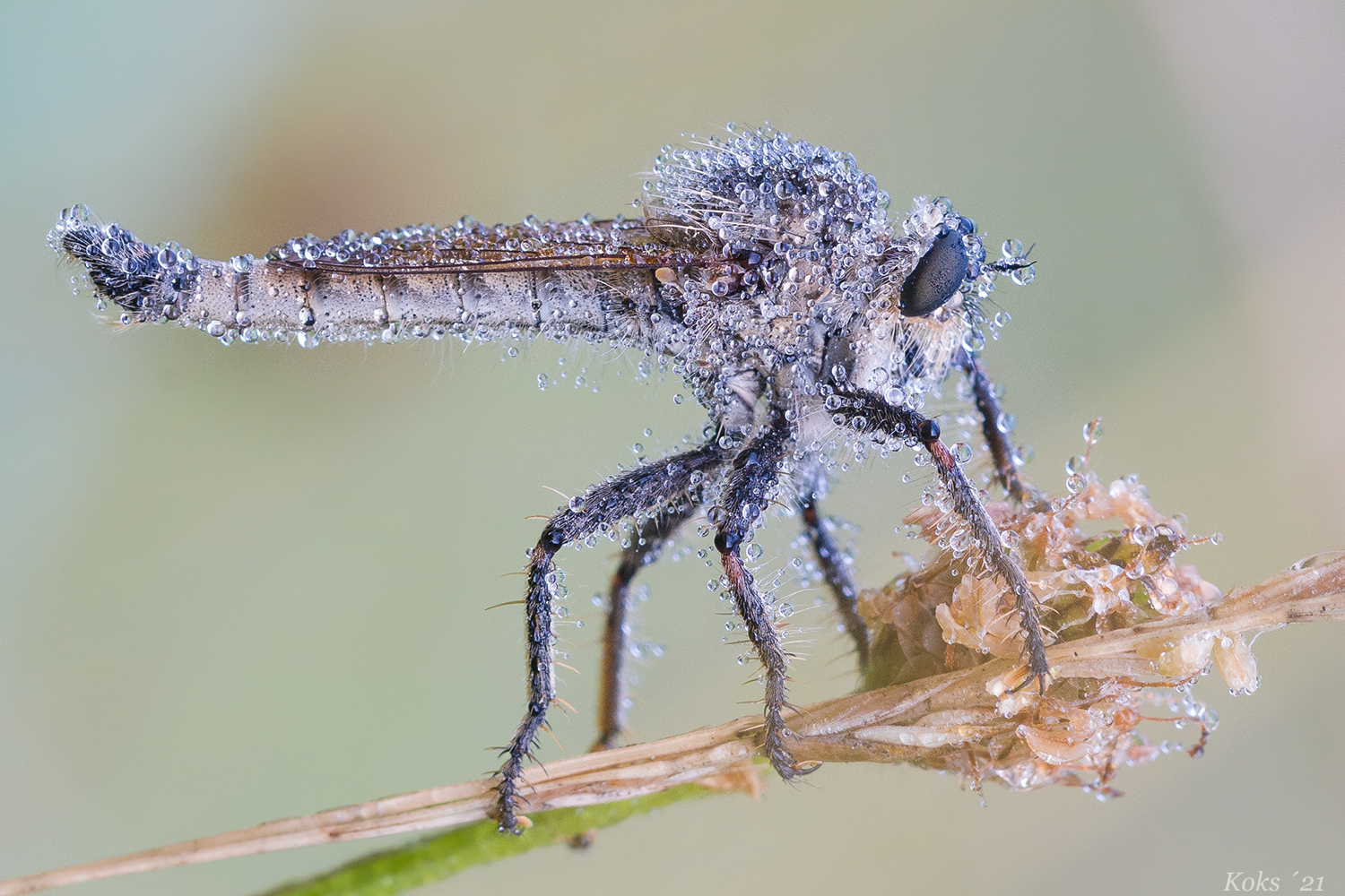 Asilidae Foto & Bild | sommer, makro, natur Bilder auf fotocommunity
