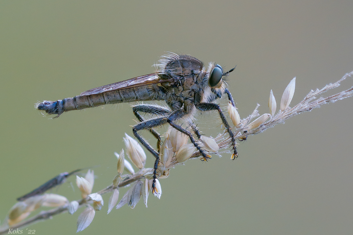 Asilidae Foto & Bild | tiere, wildlife, insekten Bilder auf fotocommunity