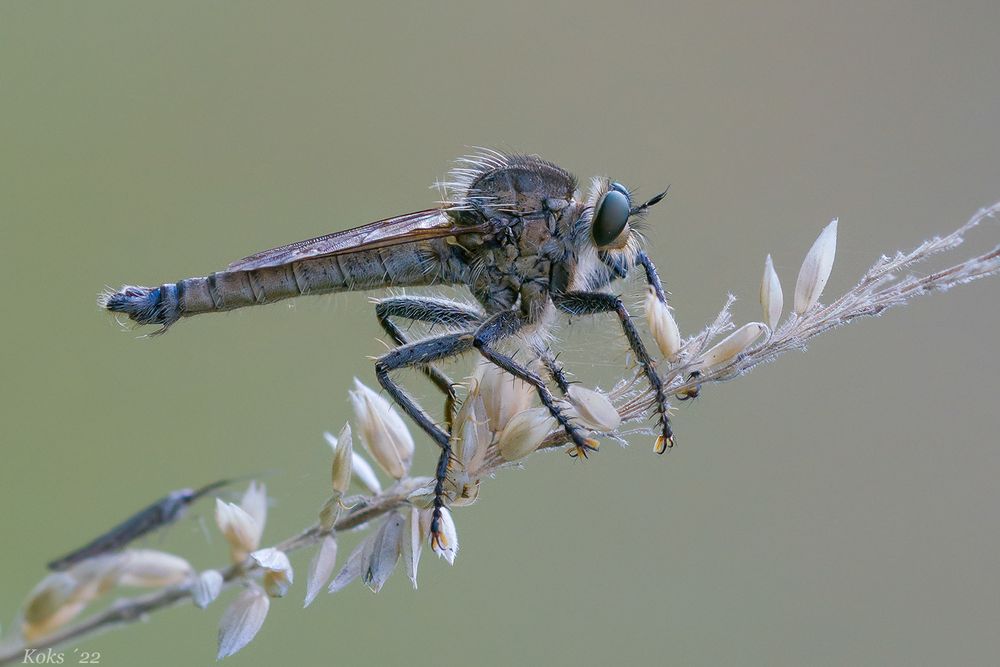 Asilidae Foto & Bild | tiere, wildlife, insekten Bilder auf fotocommunity
