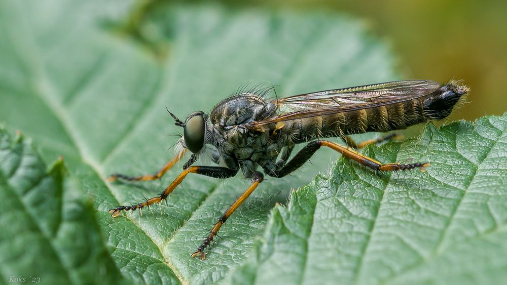 Asilidae Foto & Bild | tiere, wildlife, insekten Bilder auf fotocommunity