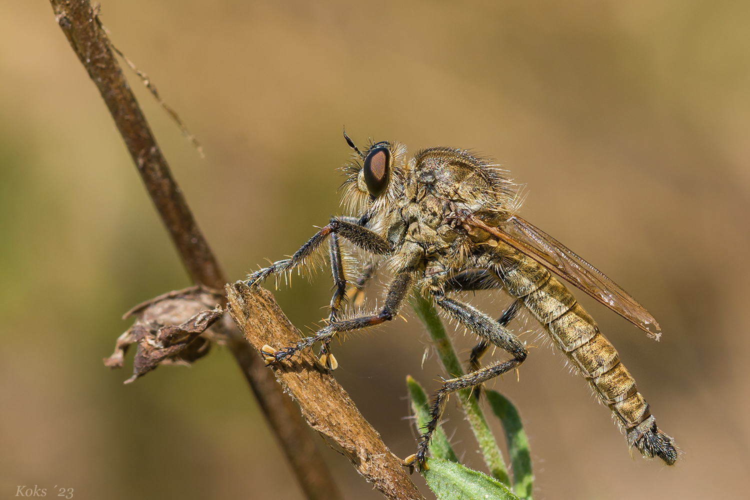 Asilidae Foto & Bild | tiere, wildlife, insekten Bilder auf fotocommunity