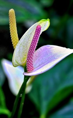 Flores Imágenes y fotos