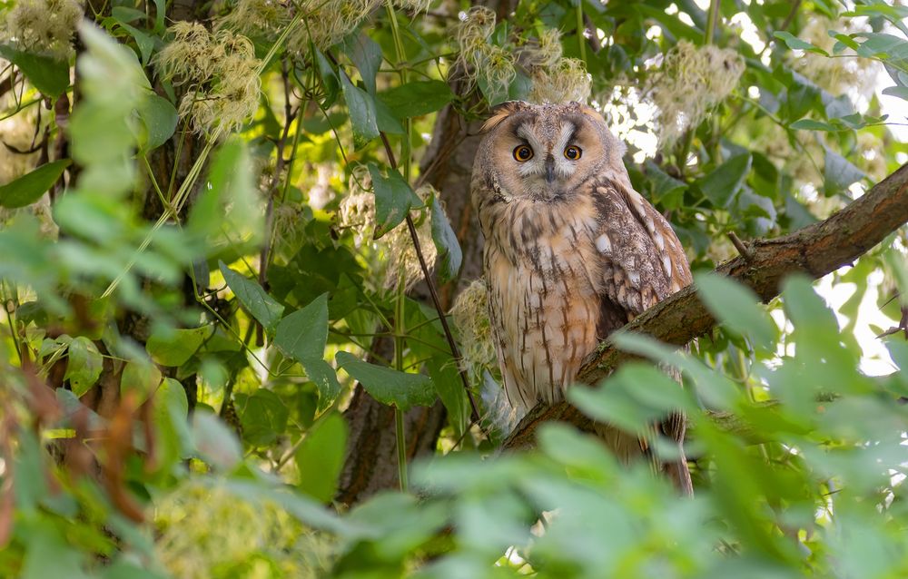 Asio otus - Waldohreule schaut süß Foto & Bild | natur, vogel, eule Bilder auf fotocommunity