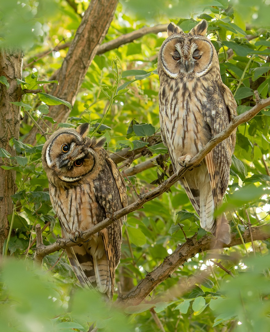 Asio otus - zwei Waldohreulen Foto & Bild | natur, vogel, eule Bilder auf fotocommunity
