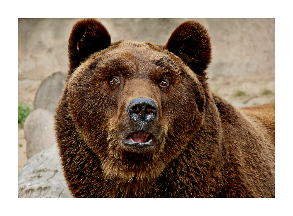 Asombro Imagen & Foto | animales, animales en cautividad, mis ...