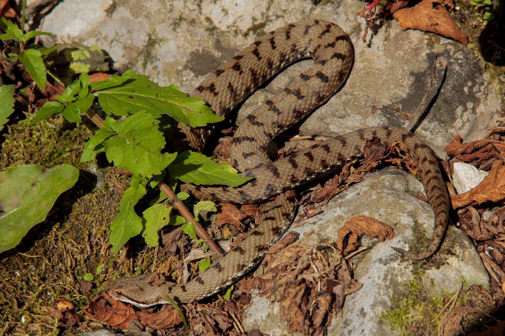 Aspide Foto % Immagini| animali, natura, rettile Foto su fotocommunity