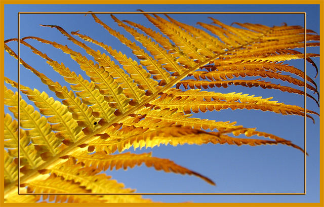 Aspidium filix-mas (28mm) Foto & Bild | archiv, weit weg-nah dran ...