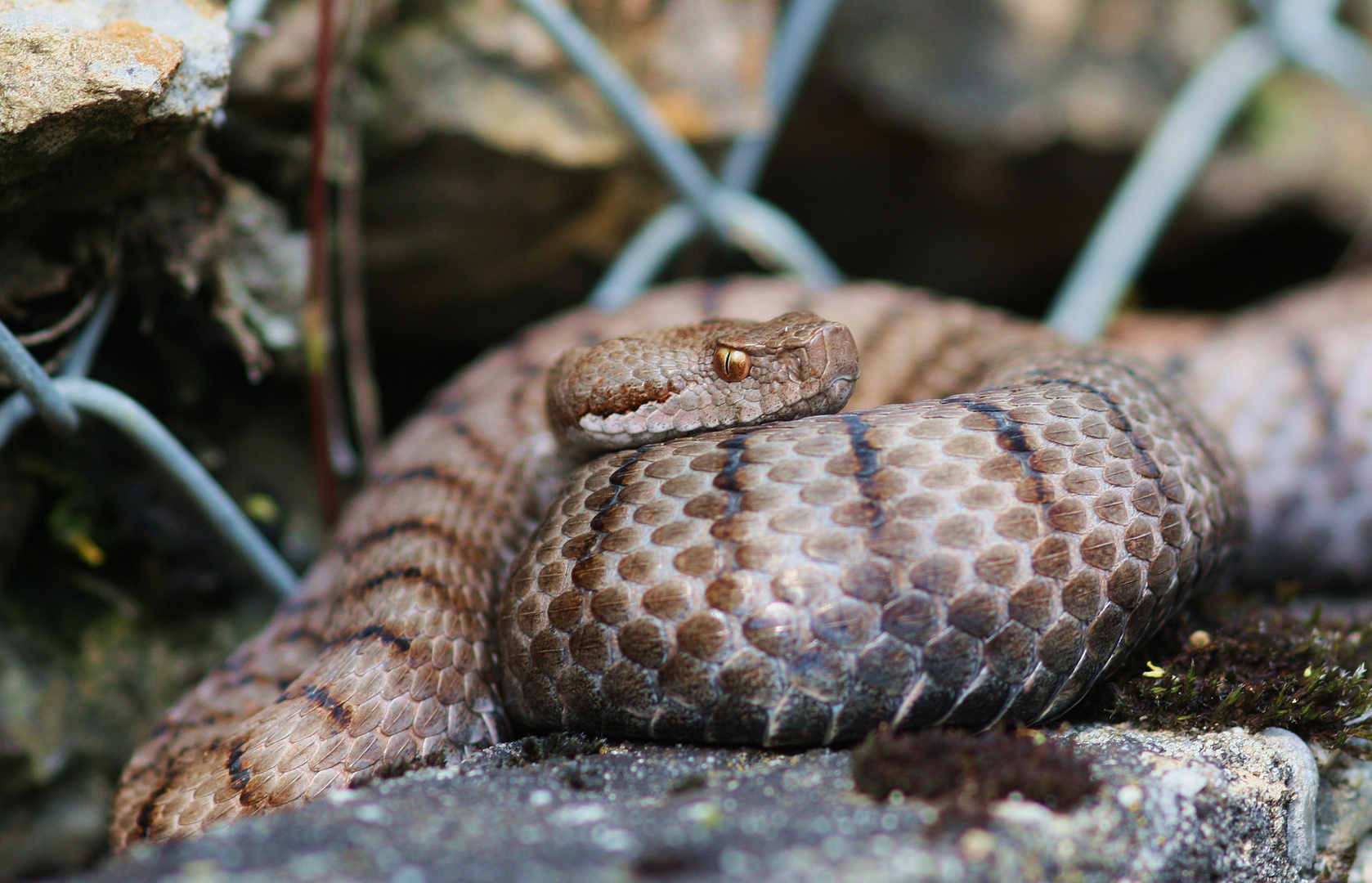 * Aspis* Foto & Bild | tiere, wildlife, amphibien & reptilien Bilder ...