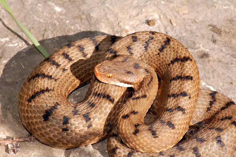 Aspisviper Foto & Bild | tiere, wildlife, amphibien & reptilien Bilder ...