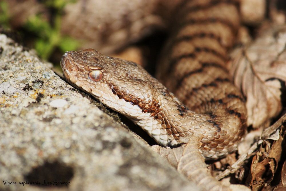 Aspisviper Jura /Schweiz Foto & Bild | tiere, wildlife, amphibien ...