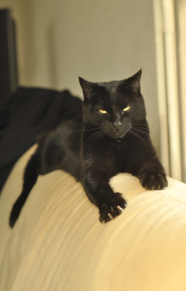 Asrahel der Bonsai-Panther Nummer 2 Foto & Bild | tiere, haustiere ...