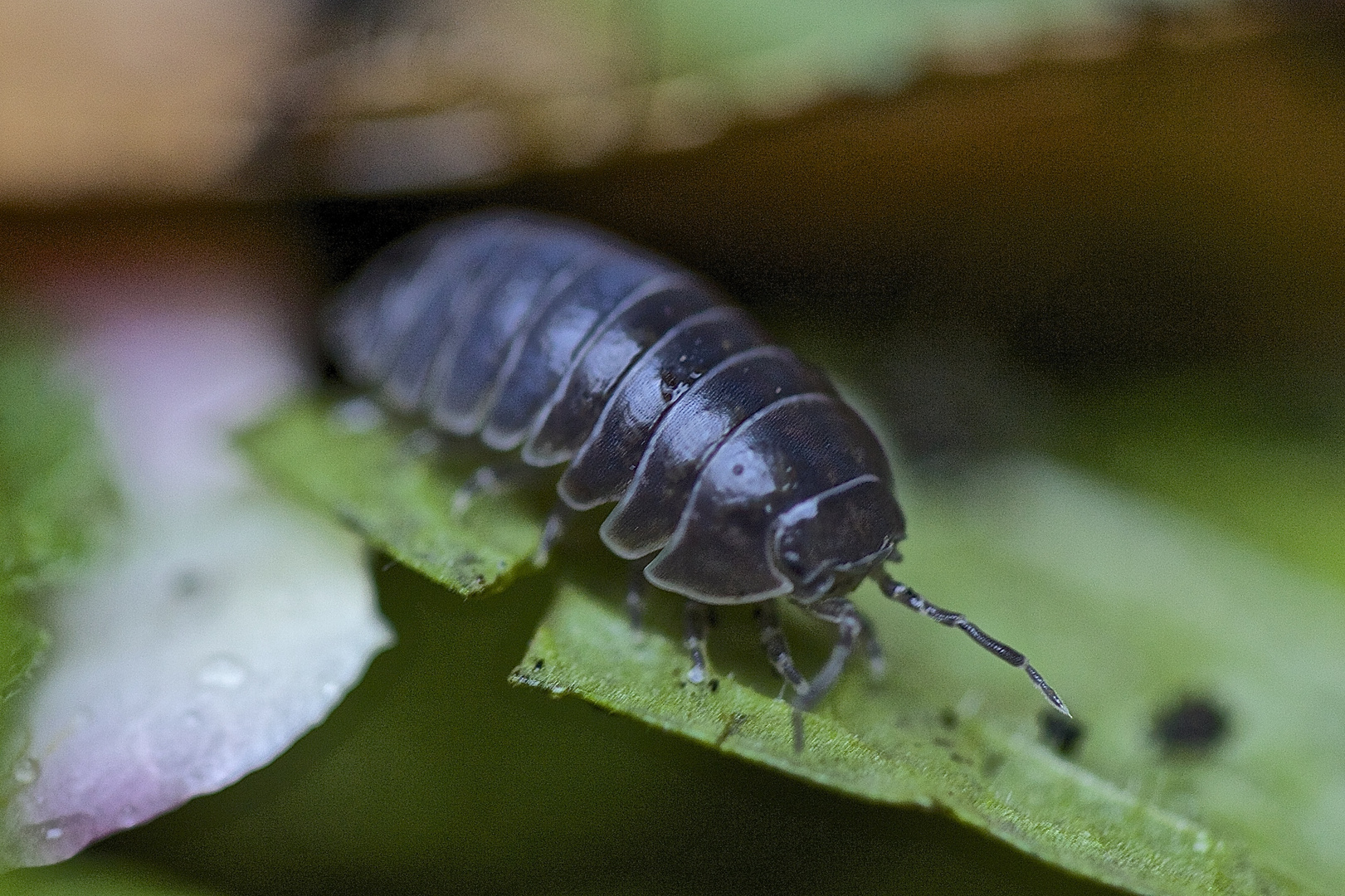 Assel Foto & Bild | tiere, wildlife, krebse Bilder auf fotocommunity