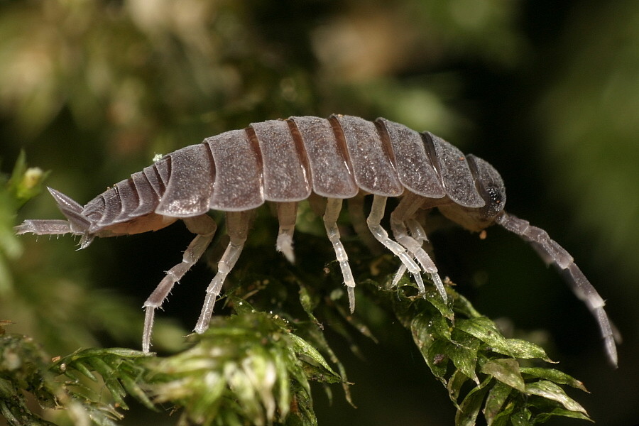 Assel Foto & Bild | tiere, wildlife, insekten Bilder auf fotocommunity
