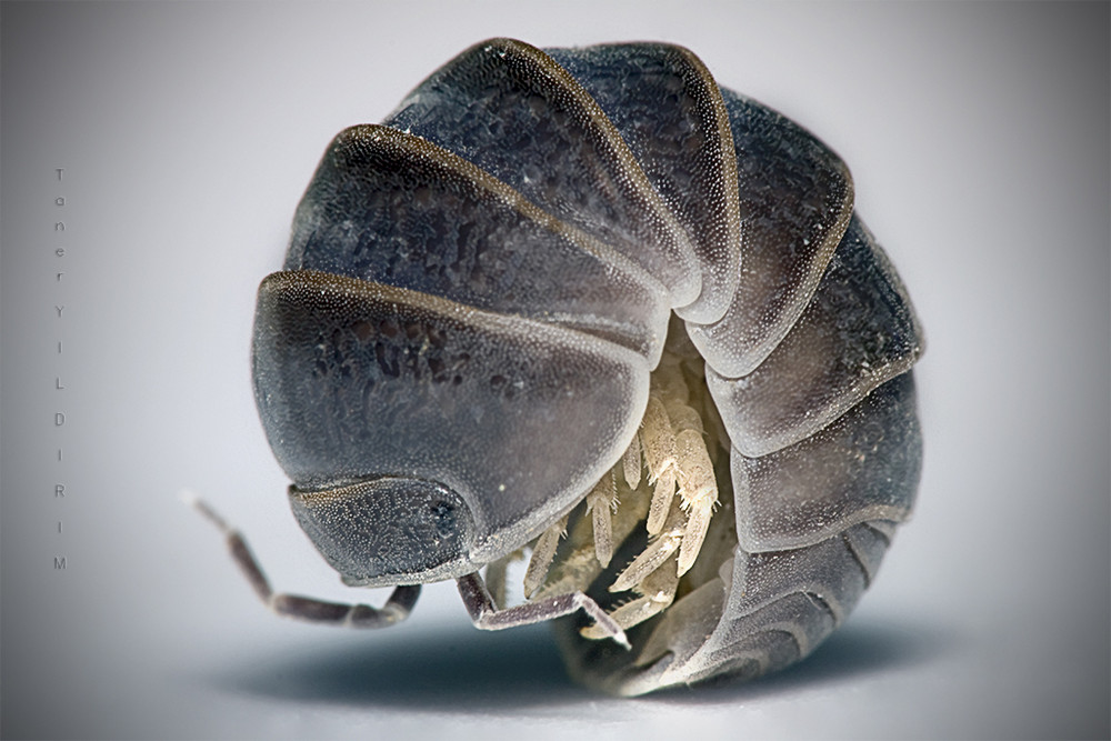 Assel Foto & Bild | natur-makros, natur-kreativ, aufnahmetechniken ...