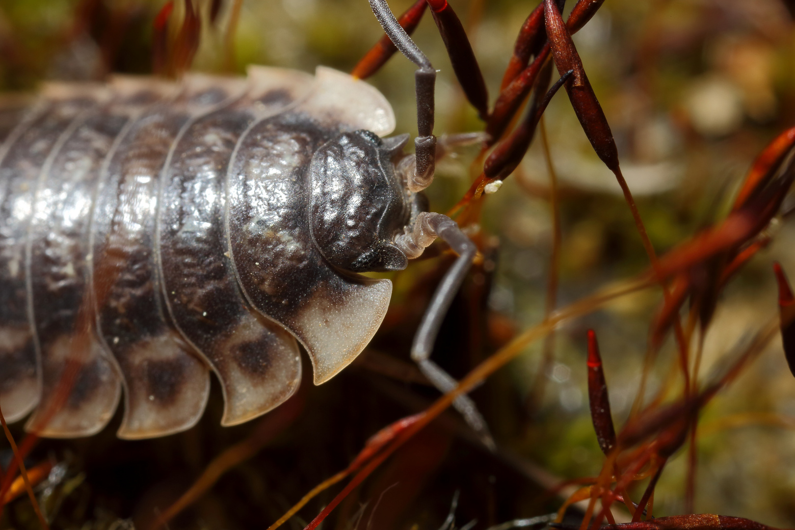Assel Foto & Bild | tiere, wildlife, krebse Bilder auf fotocommunity