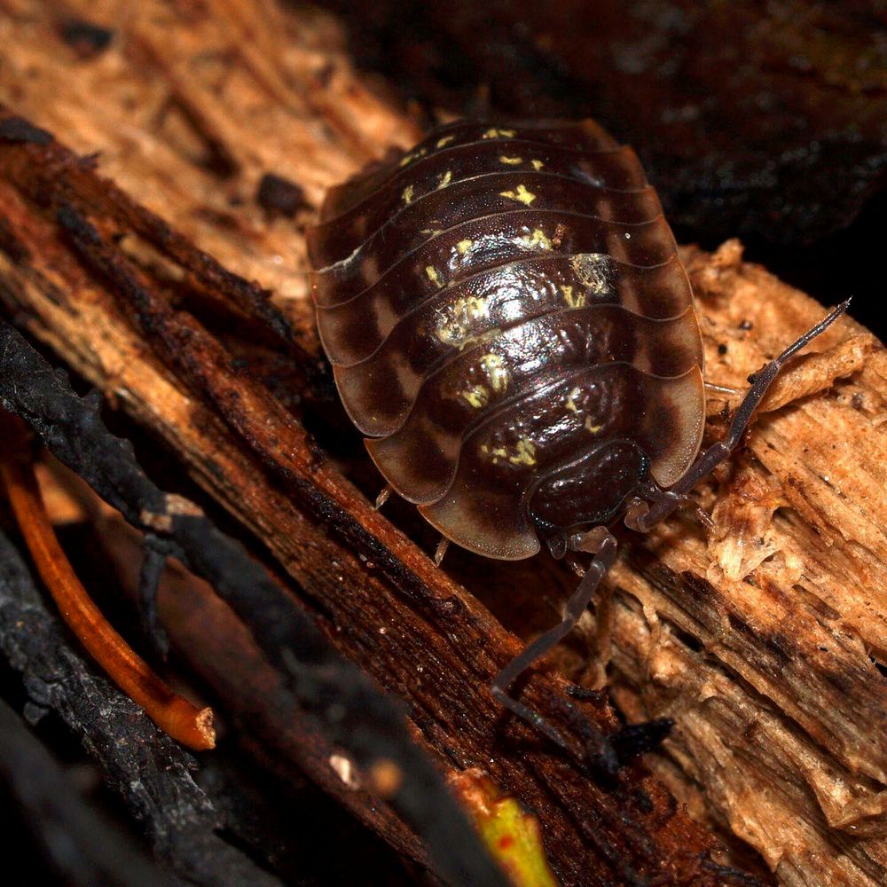 Assel Foto & Bild | tiere, wildlife, krebse Bilder auf fotocommunity