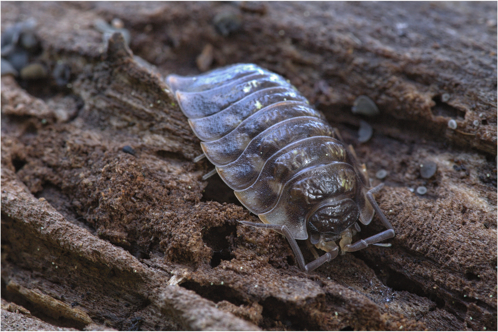 Assel Foto & Bild | fotos, wald, makro Bilder auf fotocommunity