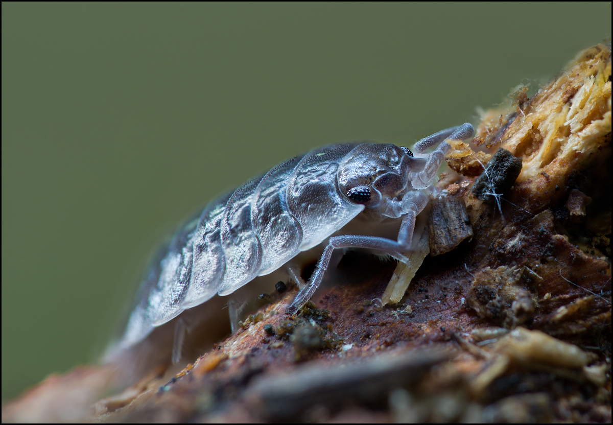 assel Foto & Bild | tiere, wildlife, insekten Bilder auf fotocommunity
