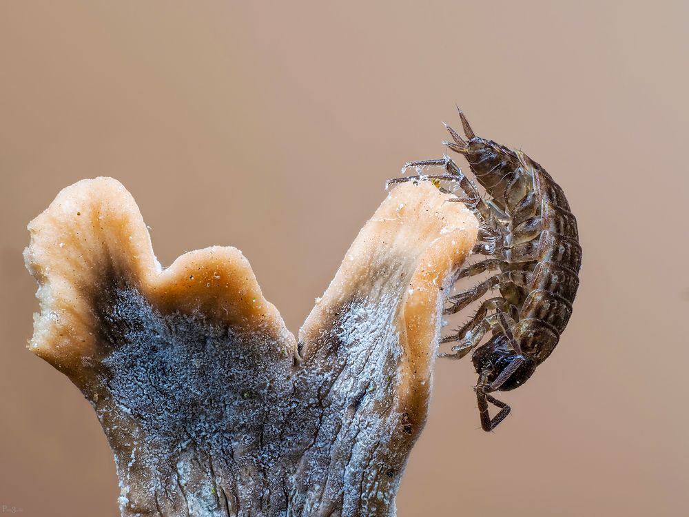 Assel auf...... Foto & Bild | makro, winter, close up Bilder auf ...
