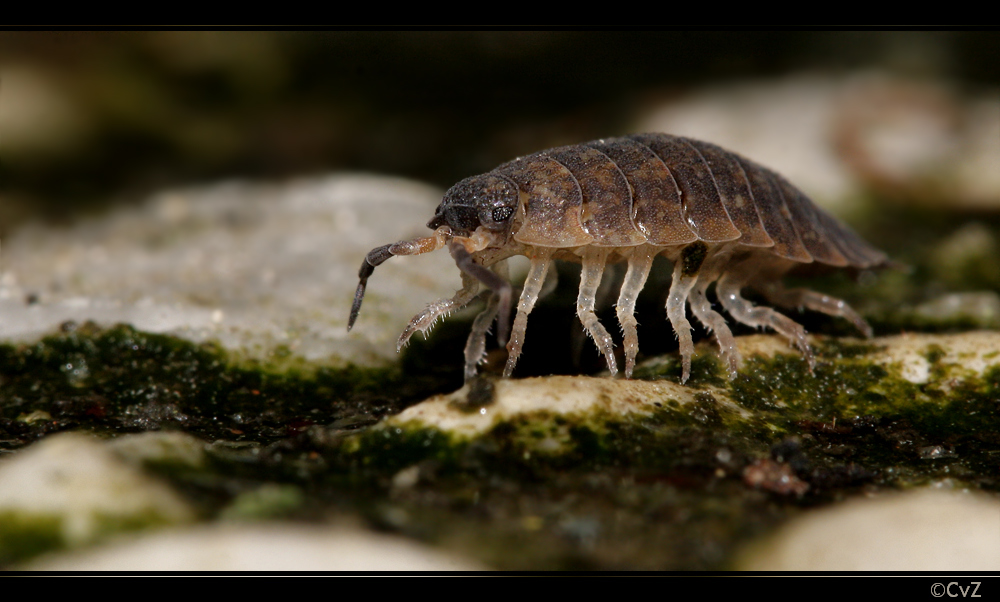 Assel aus dem Keller ... Foto & Bild | tiere, wildlife, krebse Bilder ...