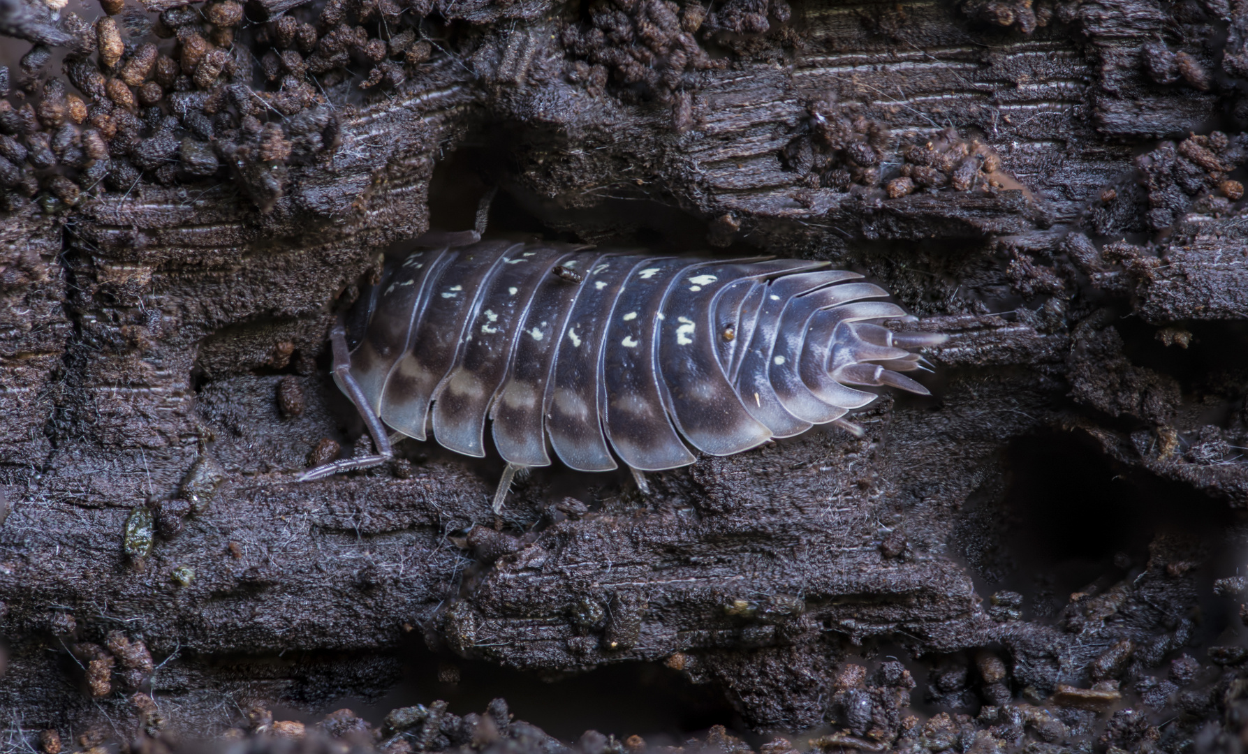 Assel Foto & Bild | nah- & makro, tiere, wildlife Bilder auf fotocommunity