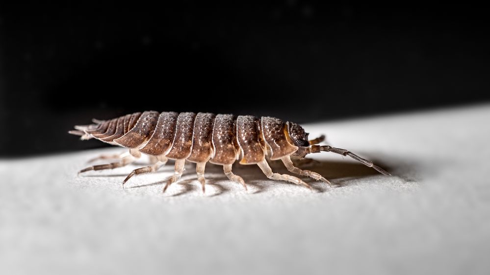 Assel Foto & Bild | tiere, wildlife, assel Bilder auf fotocommunity