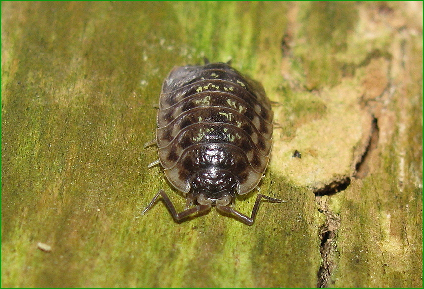 Assel-Makro Foto & Bild | tiere, wildlife, krebse Bilder auf fotocommunity