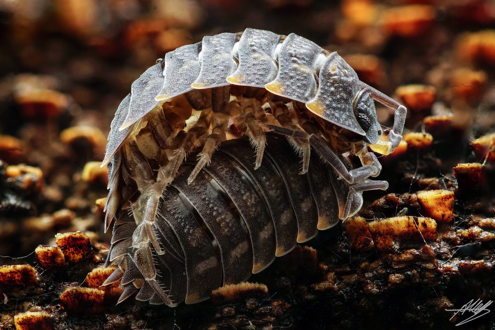 Assel-Paarung Foto & Bild | tiere, wildlife, krebse Bilder auf fotocommunity