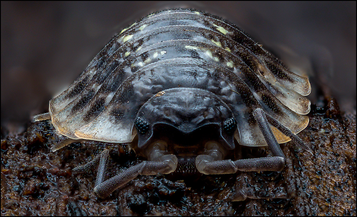 Assel Portrait Foto & Bild | wald, makro, natur Bilder auf fotocommunity