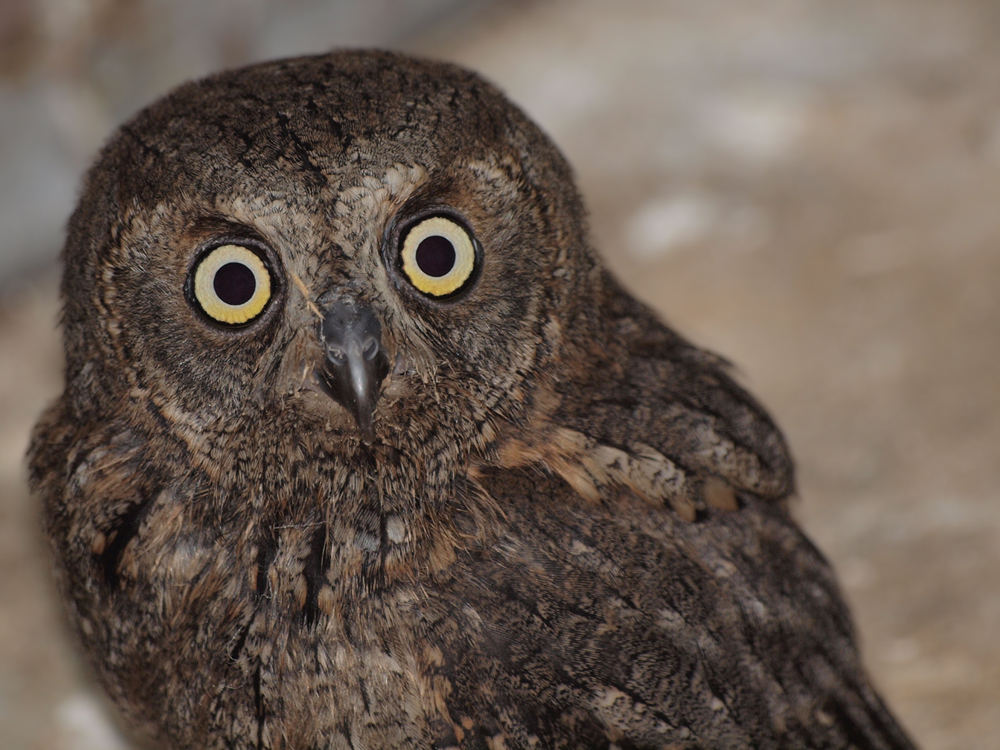 Assiolo (Otus scops) Foto % Immagini| animali, uccelli allo stato ...