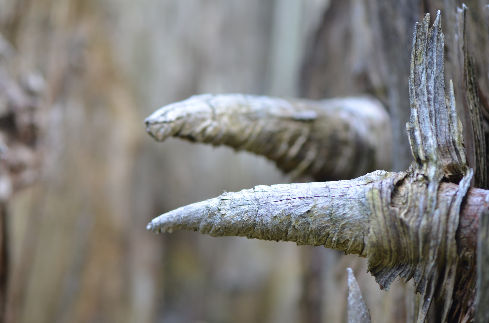 Ast von innen Foto & Bild | wald, bäume, baum Bilder auf fotocommunity