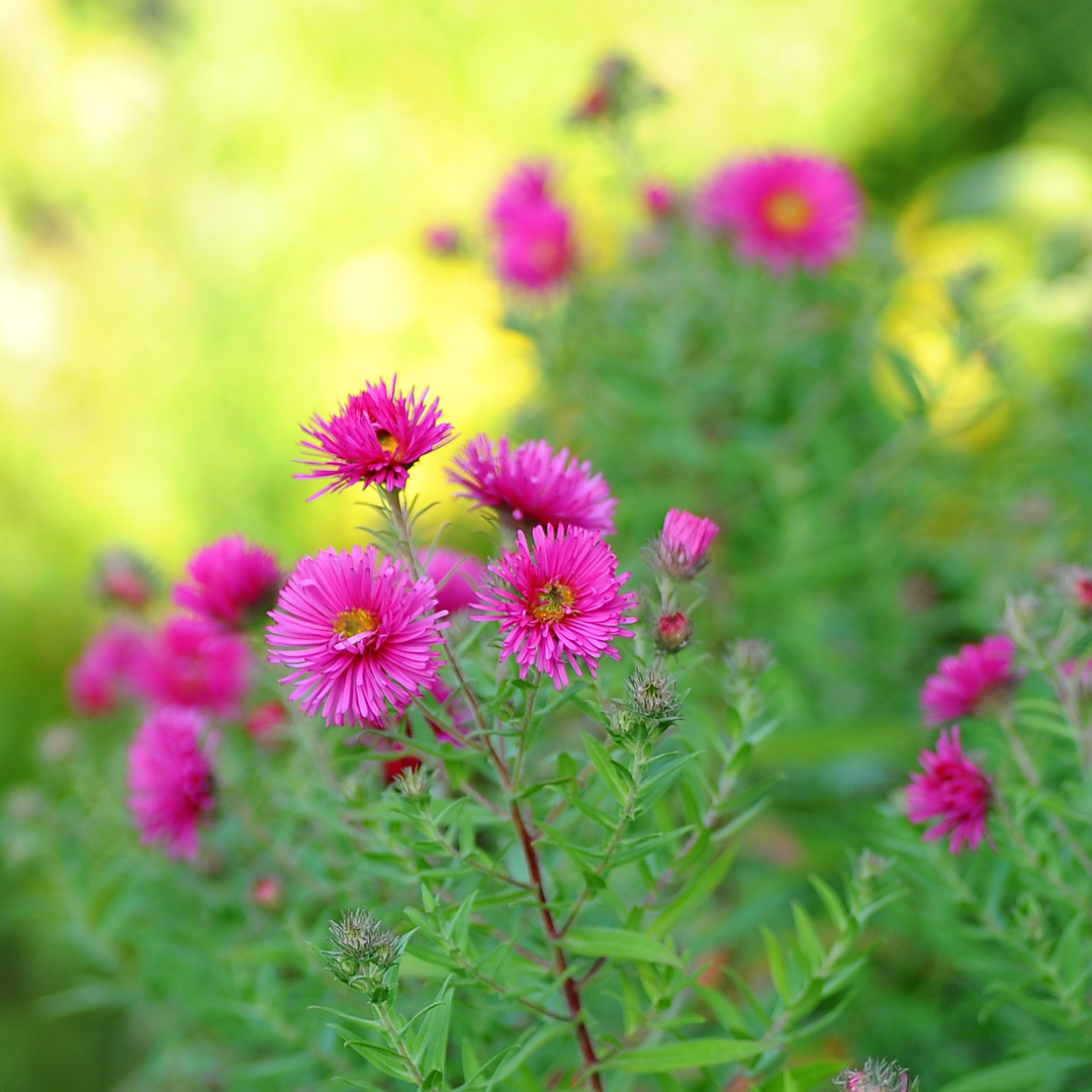 Astern Foto & Bild | pflanzen, pilze & flechten, blüten ...