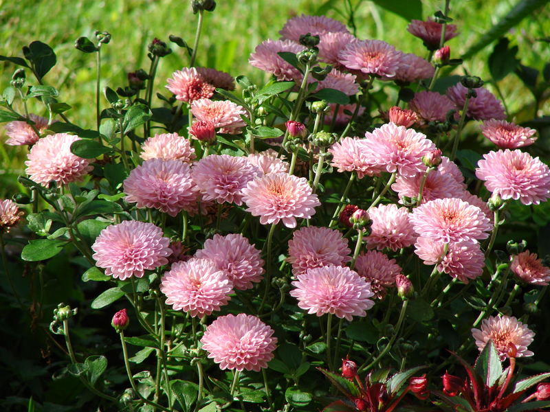 Astern Foto & Bild | pflanzen, pilze & flechten, blüten ...