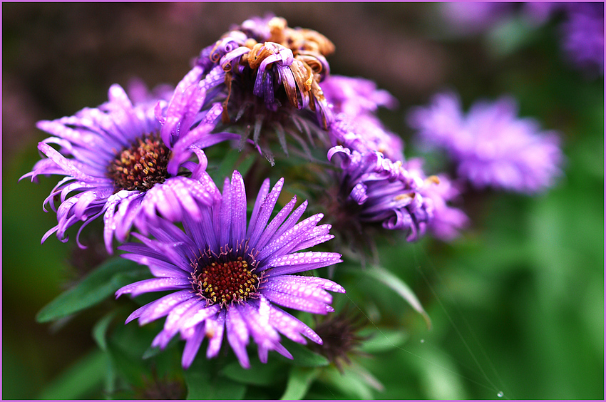 Astern Foto & Bild | pflanzen, pilze & flechten, blüten ...