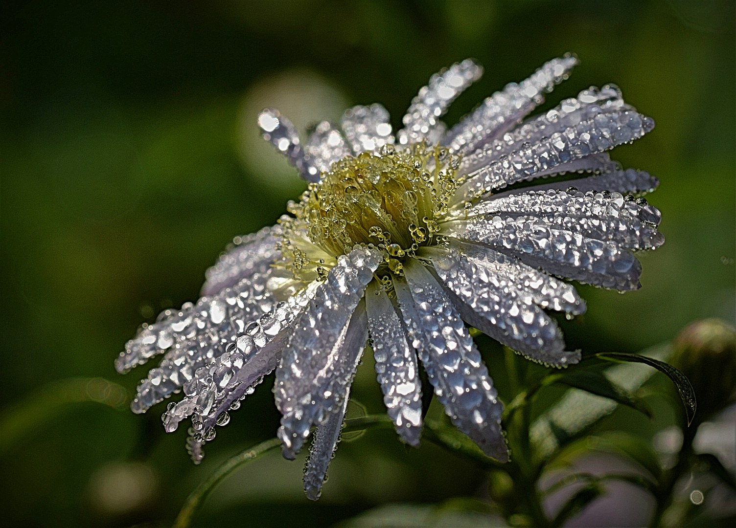 Astern Foto & Bild | makro, natur Bilder auf fotocommunity