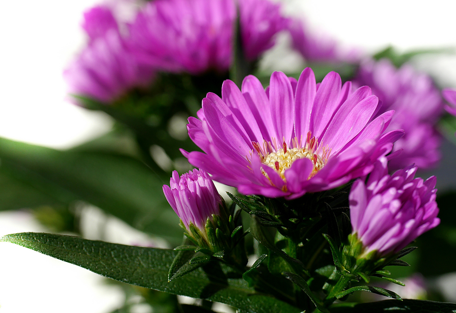 "Astern" Foto & Bild | natur, blumenfotografie astern kleinpflanzen ...