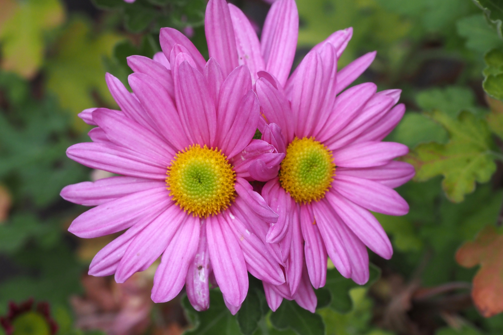 astern Foto & Bild | projekte, 3 - mittwochsblümchen, thementage Bilder ...