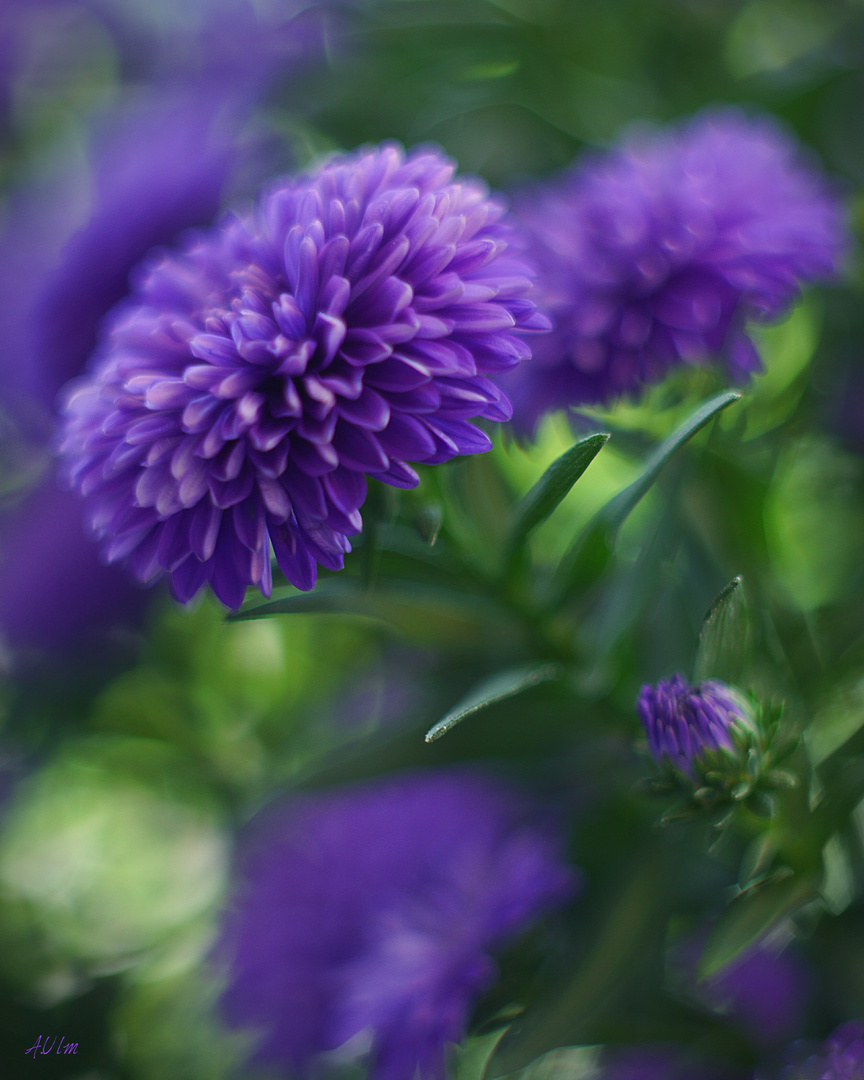 "Astern " Foto & Bild | spezial, makro, natur Bilder auf fotocommunity