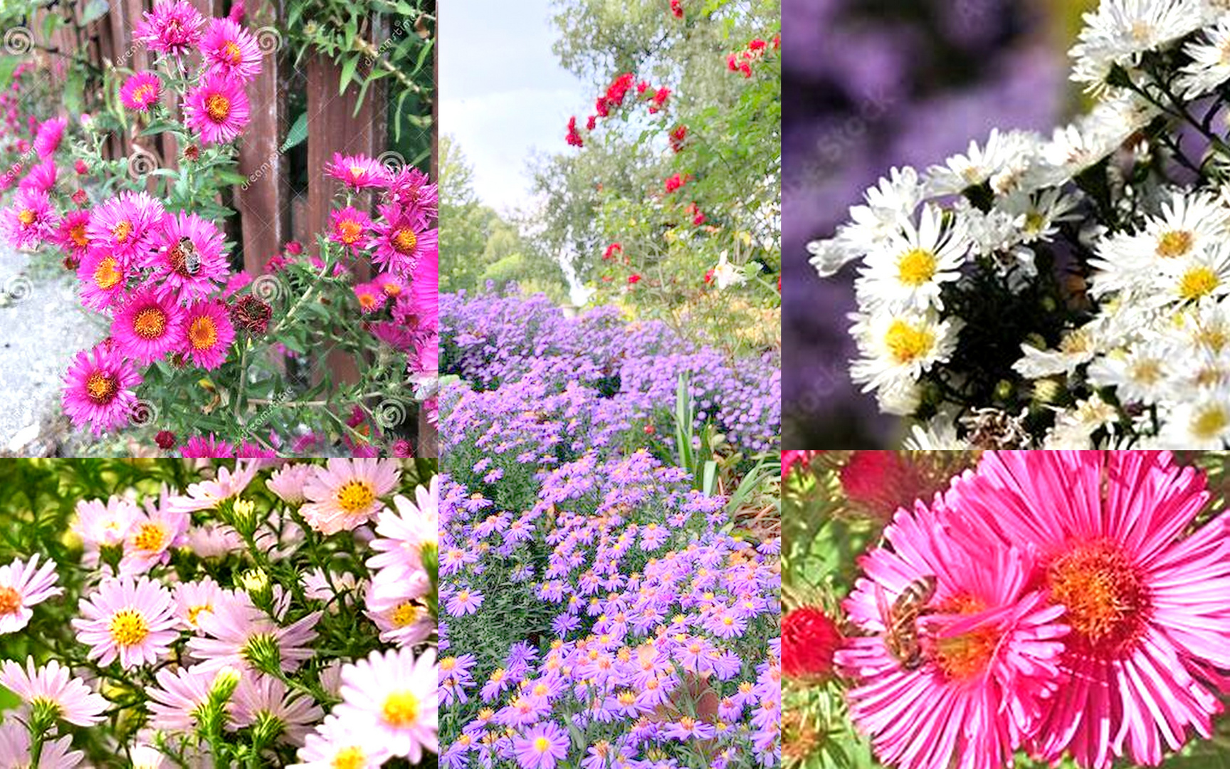 Astern in allen Farben Foto & Bild | oktober, herbst, blumen Bilder auf ... Astern in allen Farben Foto & Bild | oktober, herbst, blumen Bilder auf ...